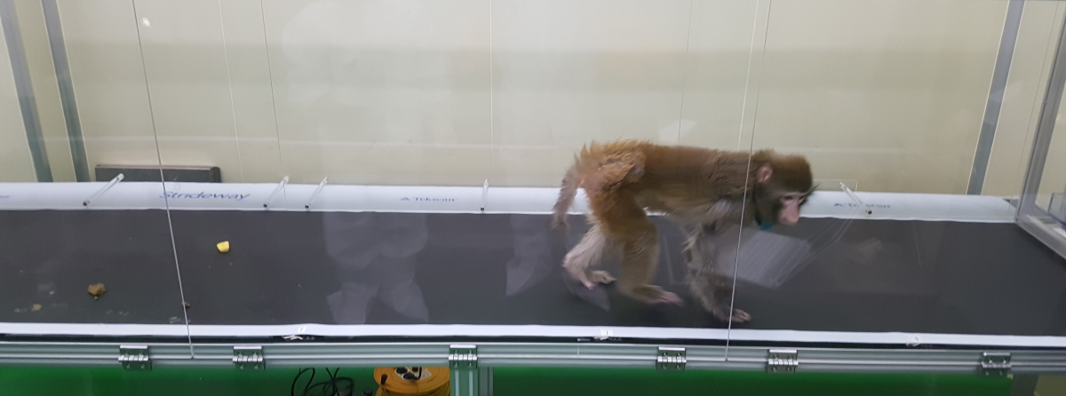 Animal Gait Analysis - Animal Strideway System | Tekscan