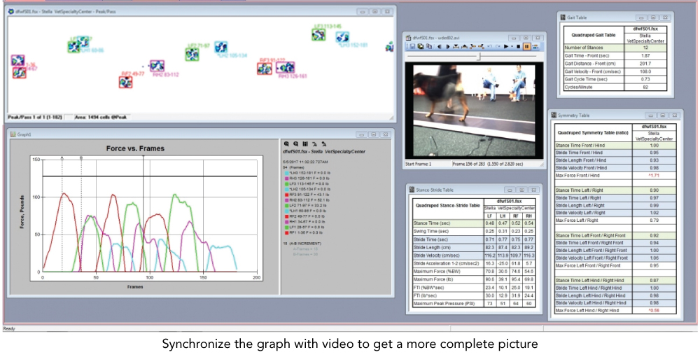 Animal Gait Analysis - Animal Strideway System | Tekscan