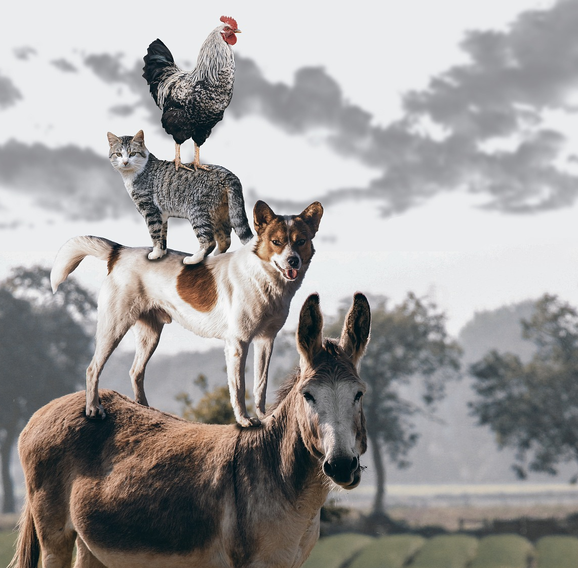 5 Animal Studies Using Tekscan Technology | Tekscan